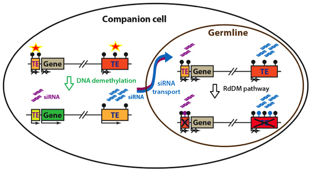 Plant gamete ‘companion’ cells: one step forward – one step back