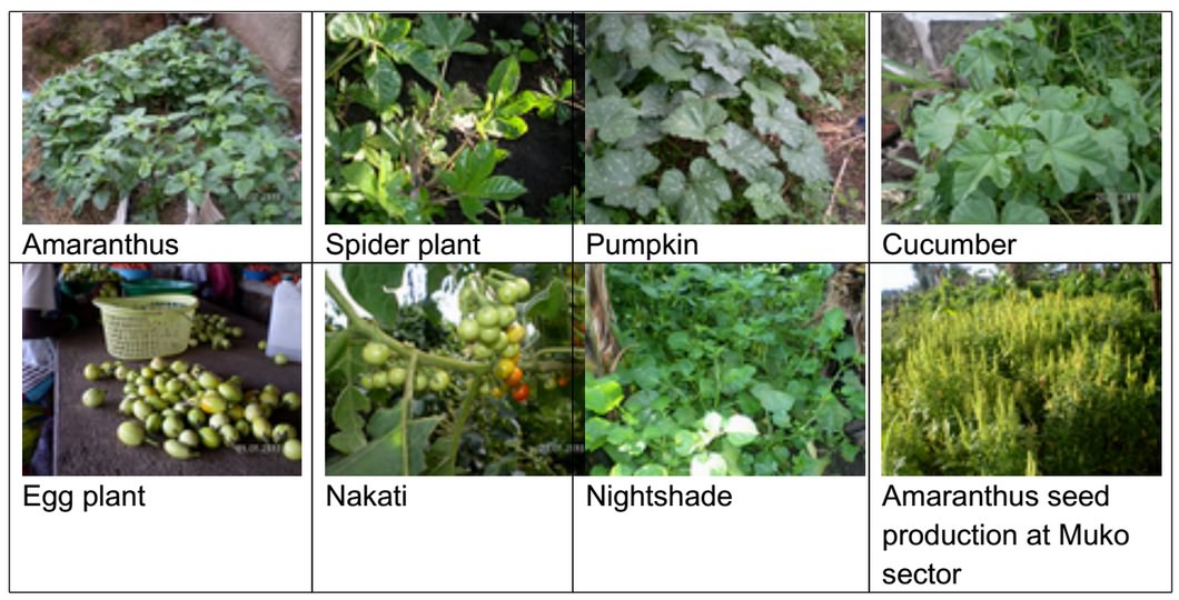Using Plant and Crop Extracts to Enhance Rural Household Food Security ...