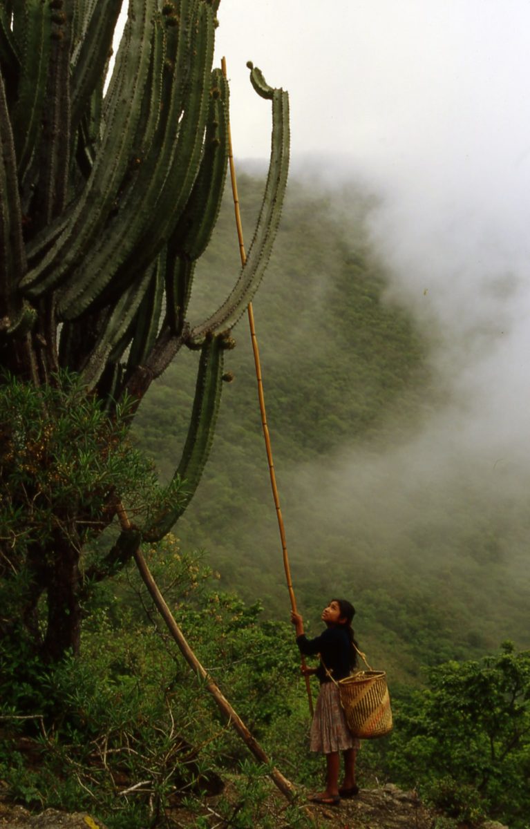 What can you do with a photo of a Gray Ghost?