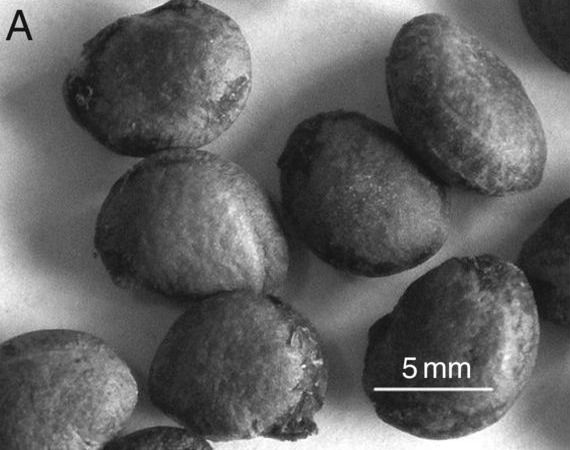 Breaking dormancy in Persoonia longifolia endocarps