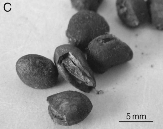 Breaking dormancy in Persoonia longifolia endocarps