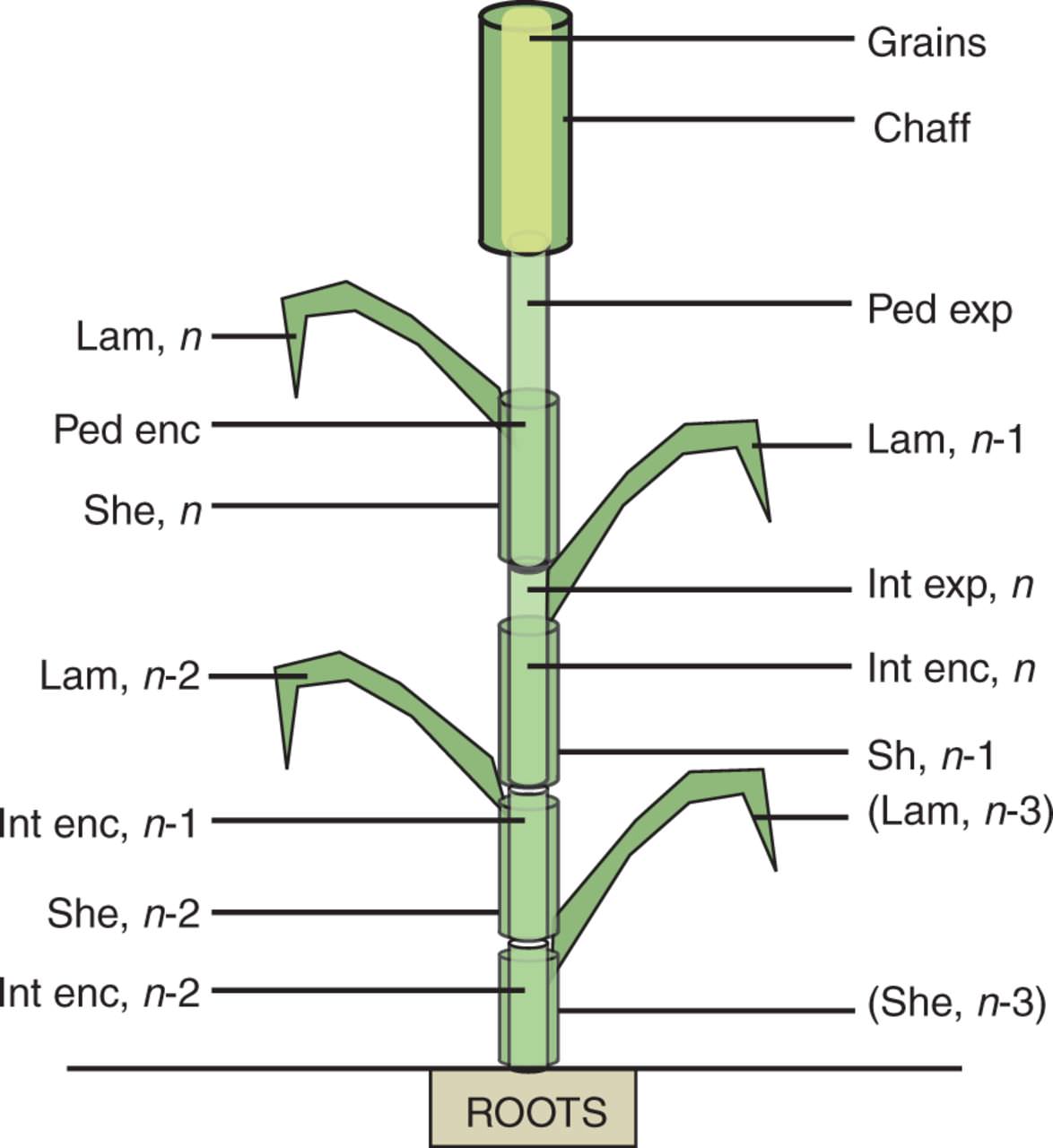 A process-based model of C and N metabolism in the wheat culm « Botany One