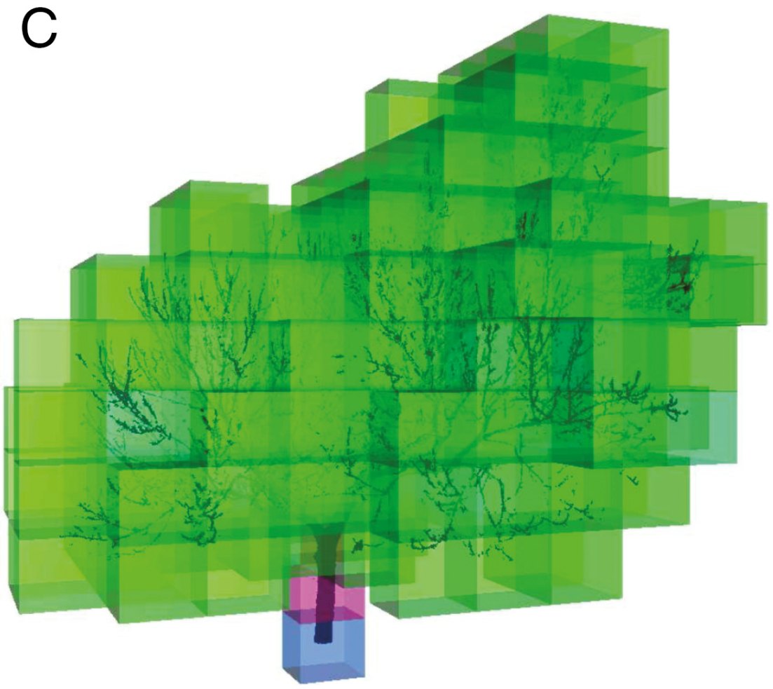 Exploring trees in 3D using Terrestrial Laser Scanner