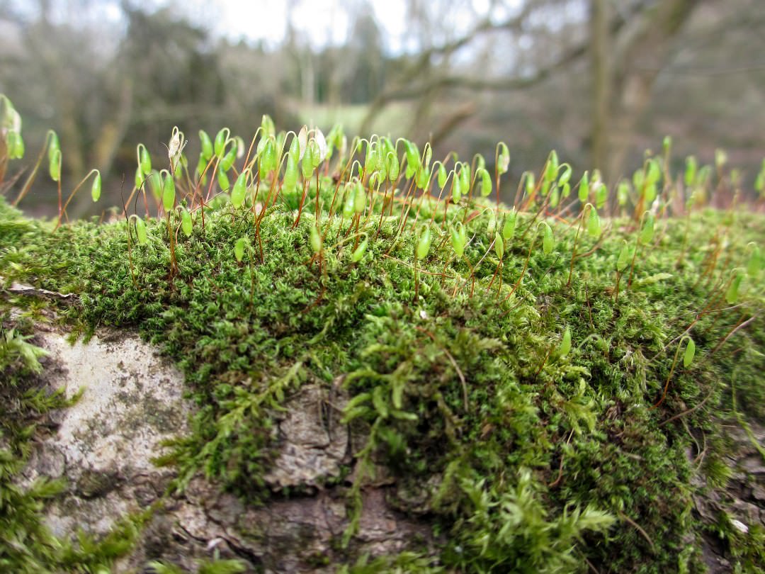Amazing moss and how to identify it