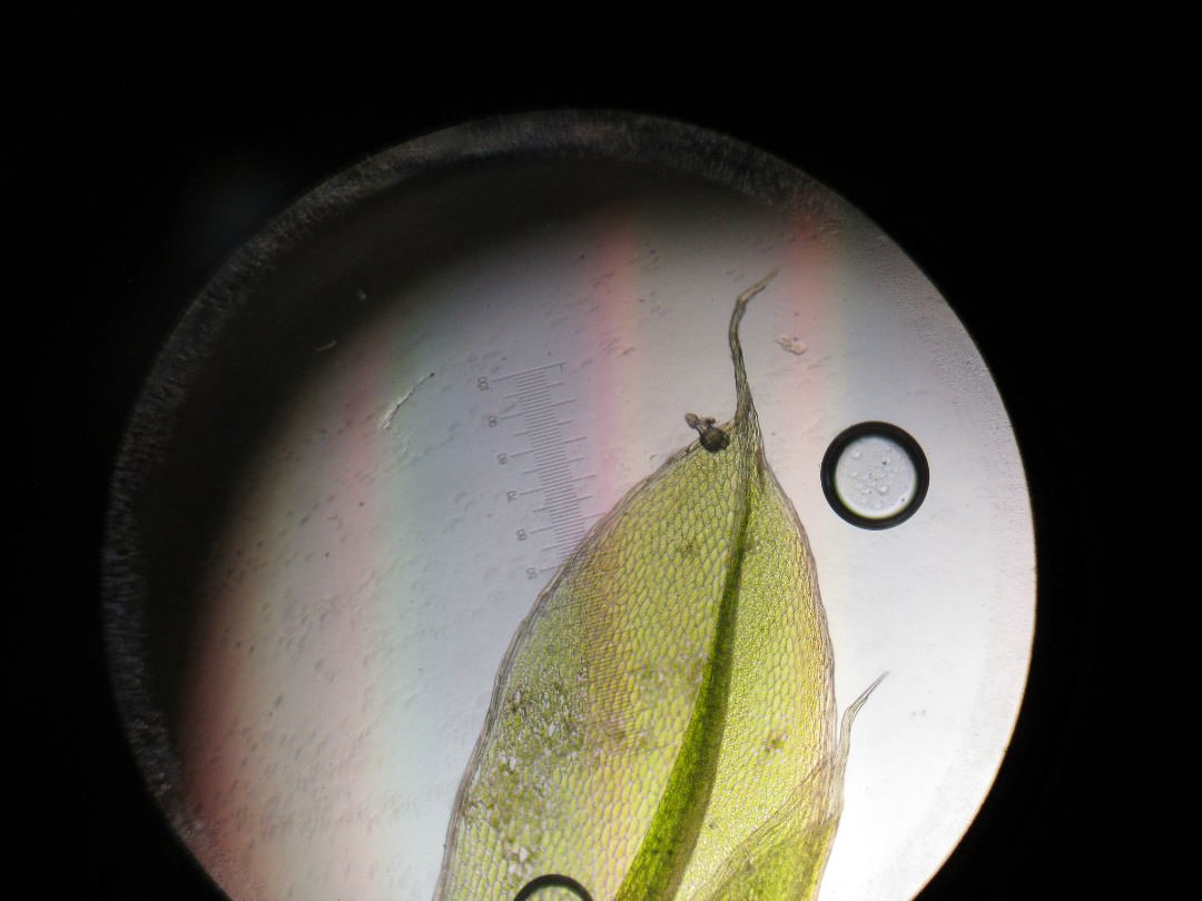 Amazing moss and how to identify it