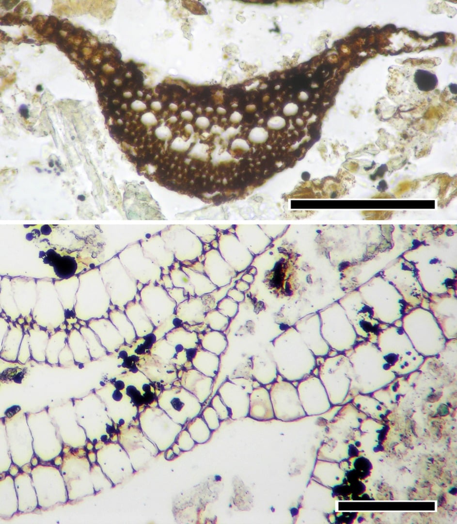 Exquisitely preserved tiny fossils are key for understanding moss evolution