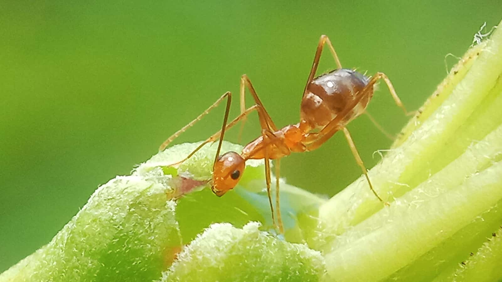 Bromeliads offer ants a summer residence in Costa Rica
