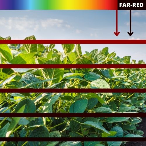 Simulating red:far red ratio in your model