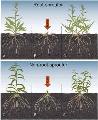 When you don't kill weeds you teach them how to survive