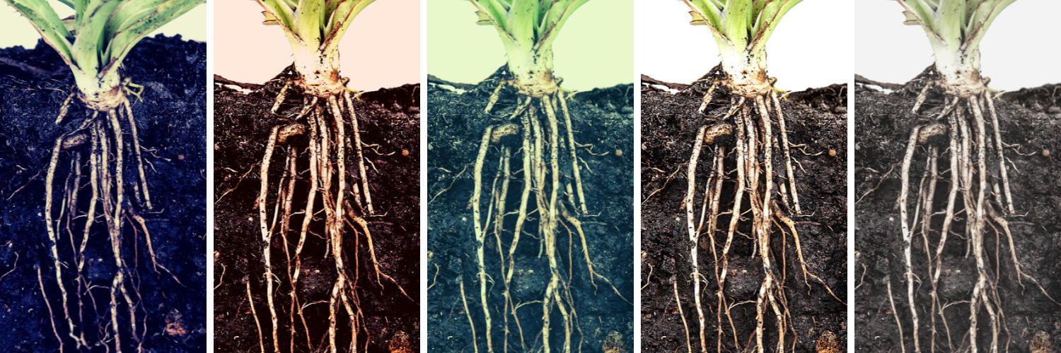 Five Root Models Compete in Benchmarking Challenge