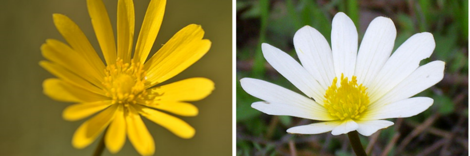 How Pollinators Shape Flower Colour Diversity in Anemone palmata
