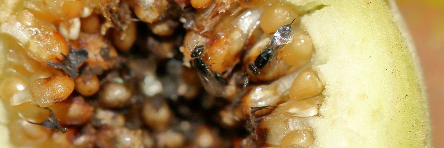 The Fig and Wasp Mutualism Under the Microscope